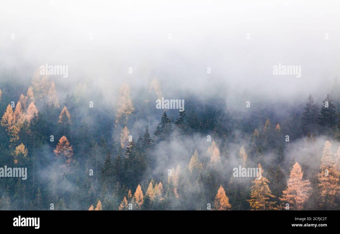 autumn nature background forest in fog Stock Photo - Alamy