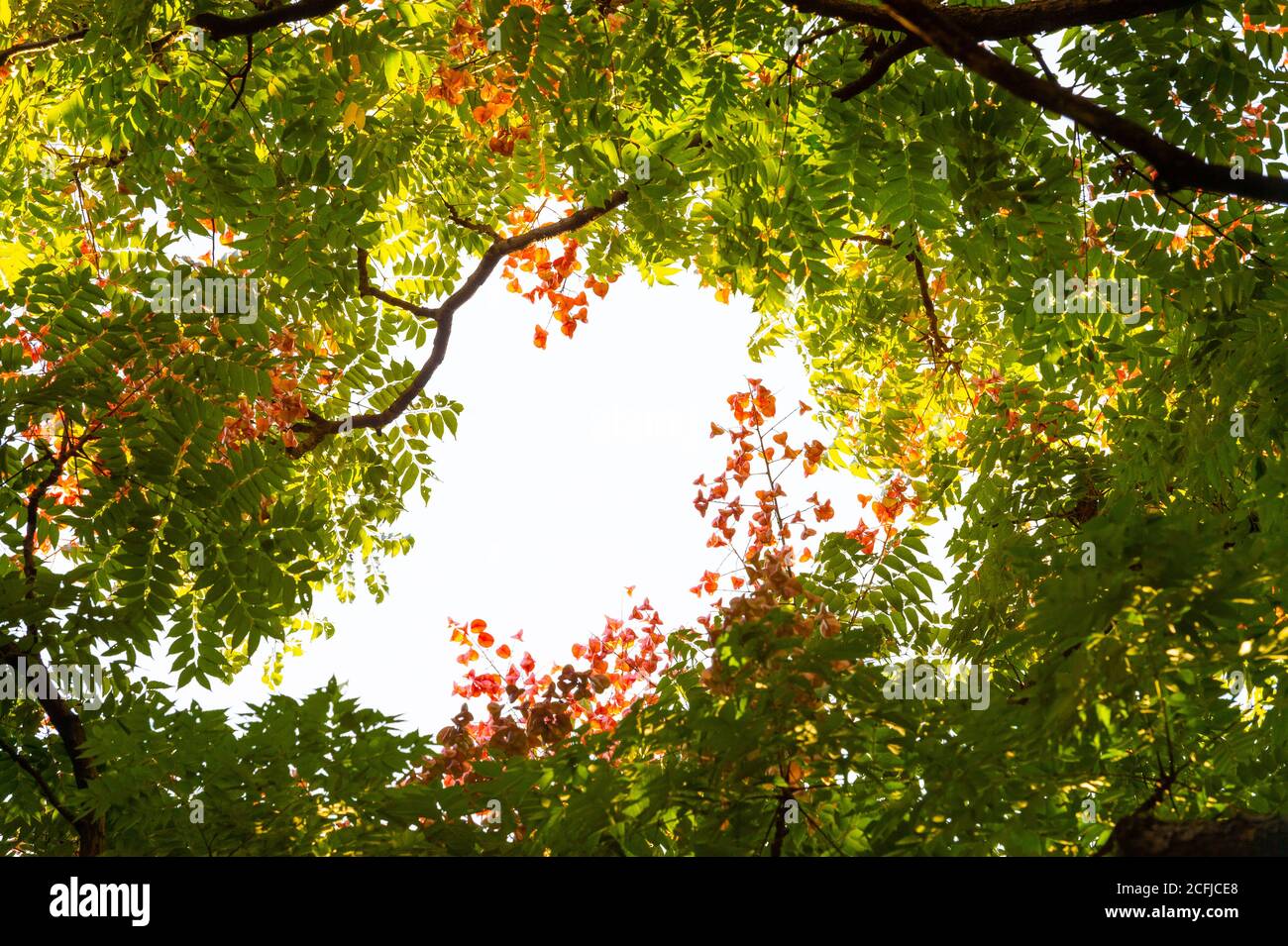 Top view with tree branch and blue sky Stock Photo - Alamy