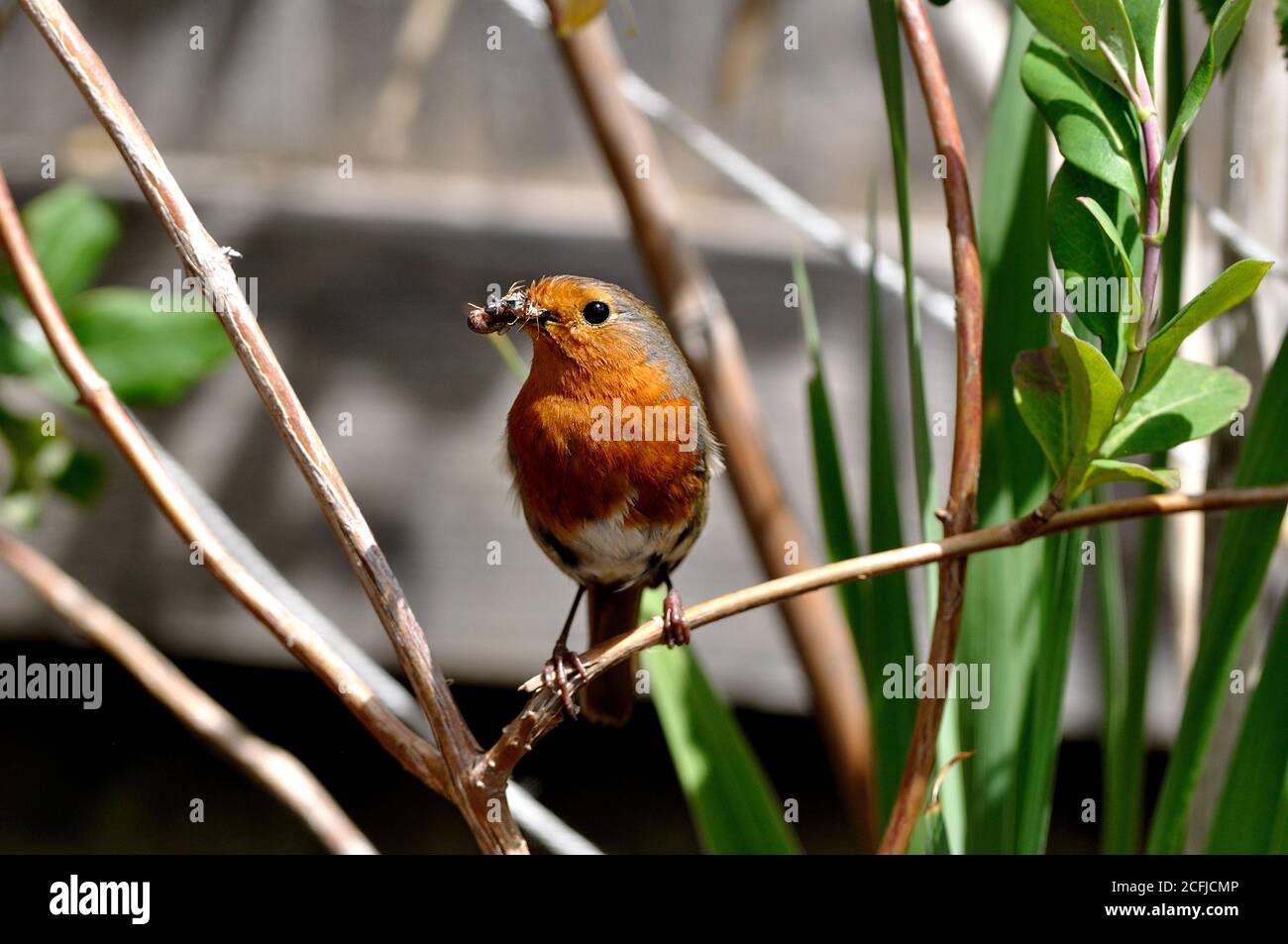 Aduit bird birds hi-res stock photography and images - Alamy