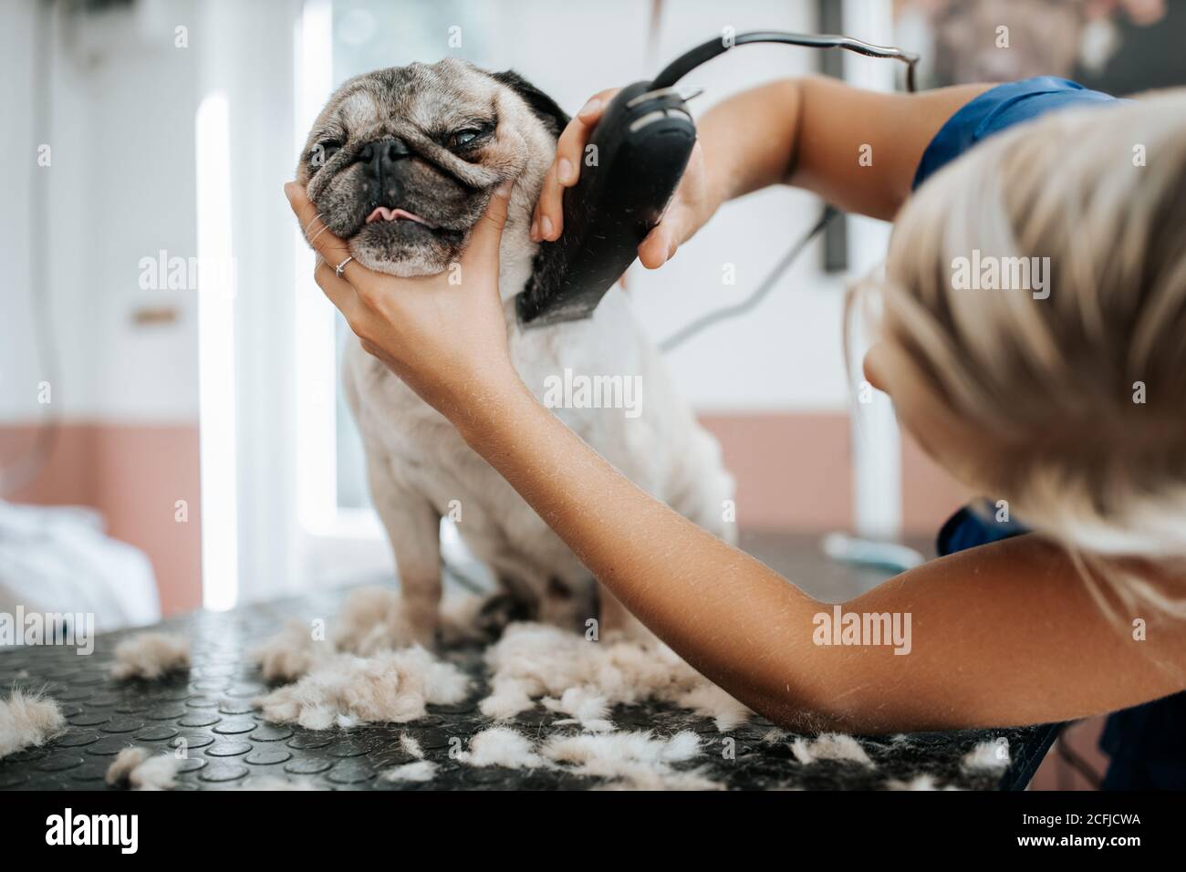 Do Pugs Need Grooming