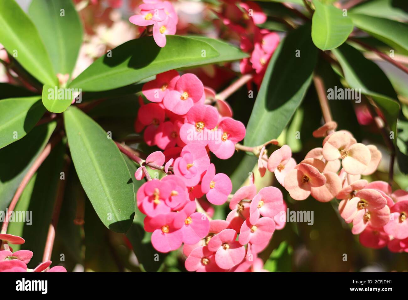 Euphorbia milii, the crown of thorns, Christ plant, or Christ thorn ...