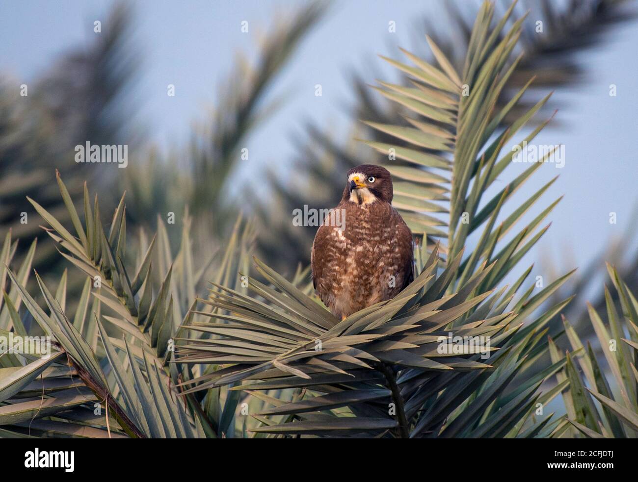 tropical birds of Asia Stock Photo - Alamy