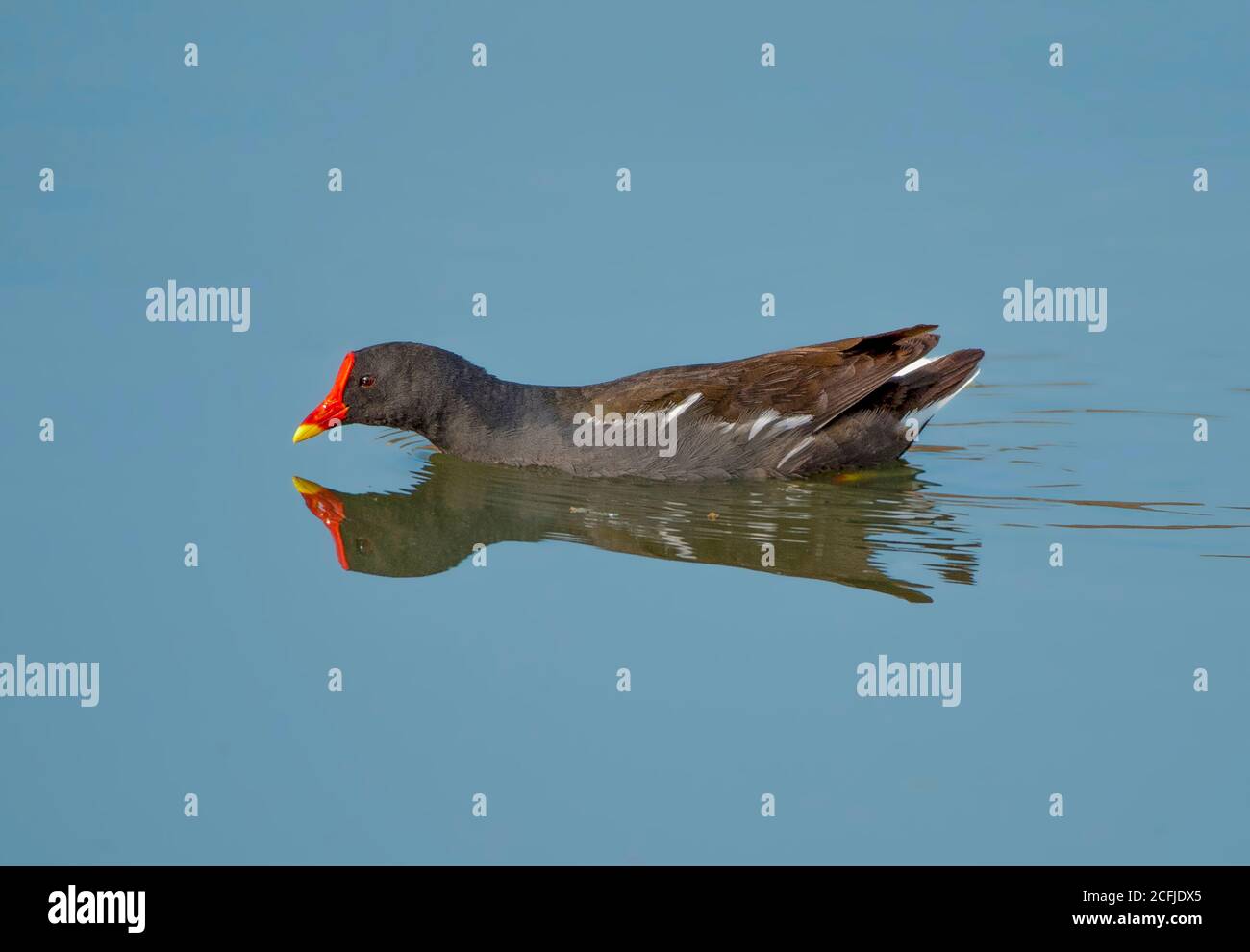 tropical birds of Asia Stock Photo - Alamy