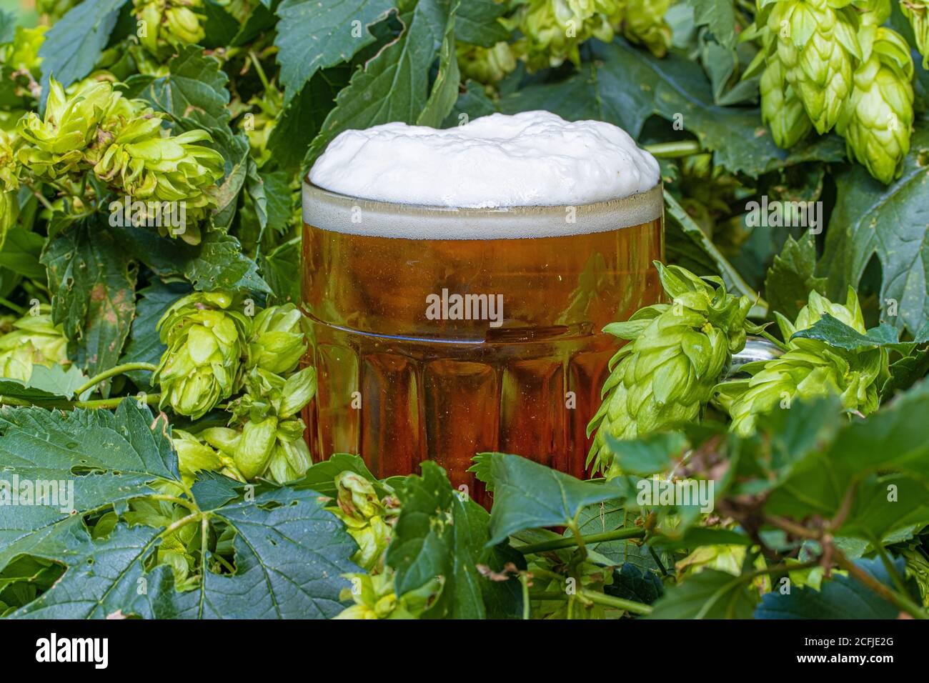 Green hops hi-res stock photography and images - Alamy