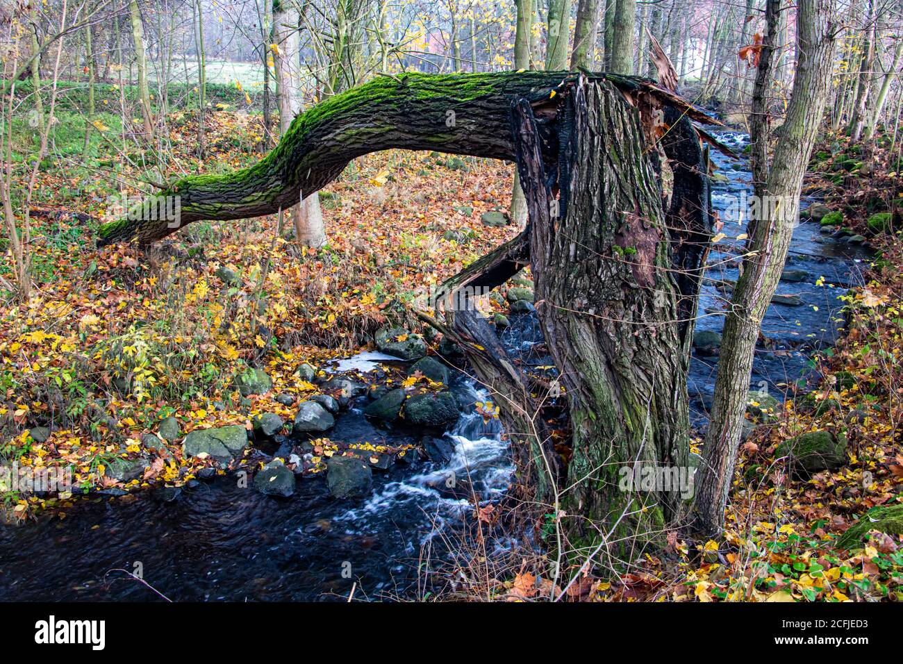 The broken tree above the creek with a water cascade in the autumn ...
