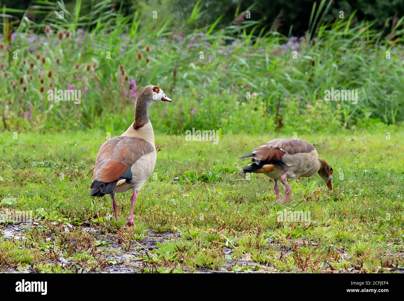 tropical birds of Asia Stock Photo - Alamy