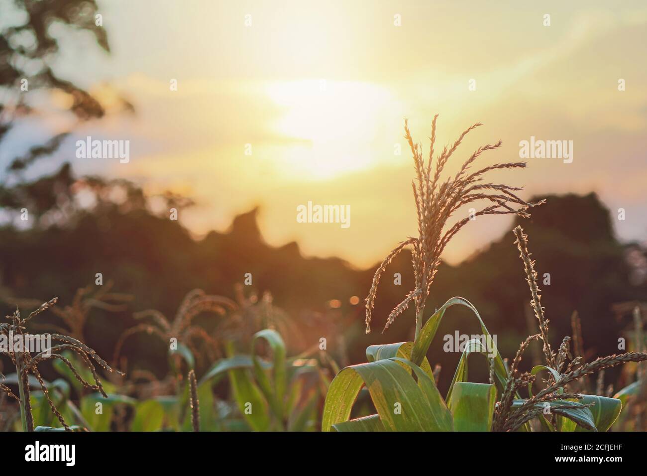 Sunset on corn field farm background. Dramatic view Stock Photo - Alamy