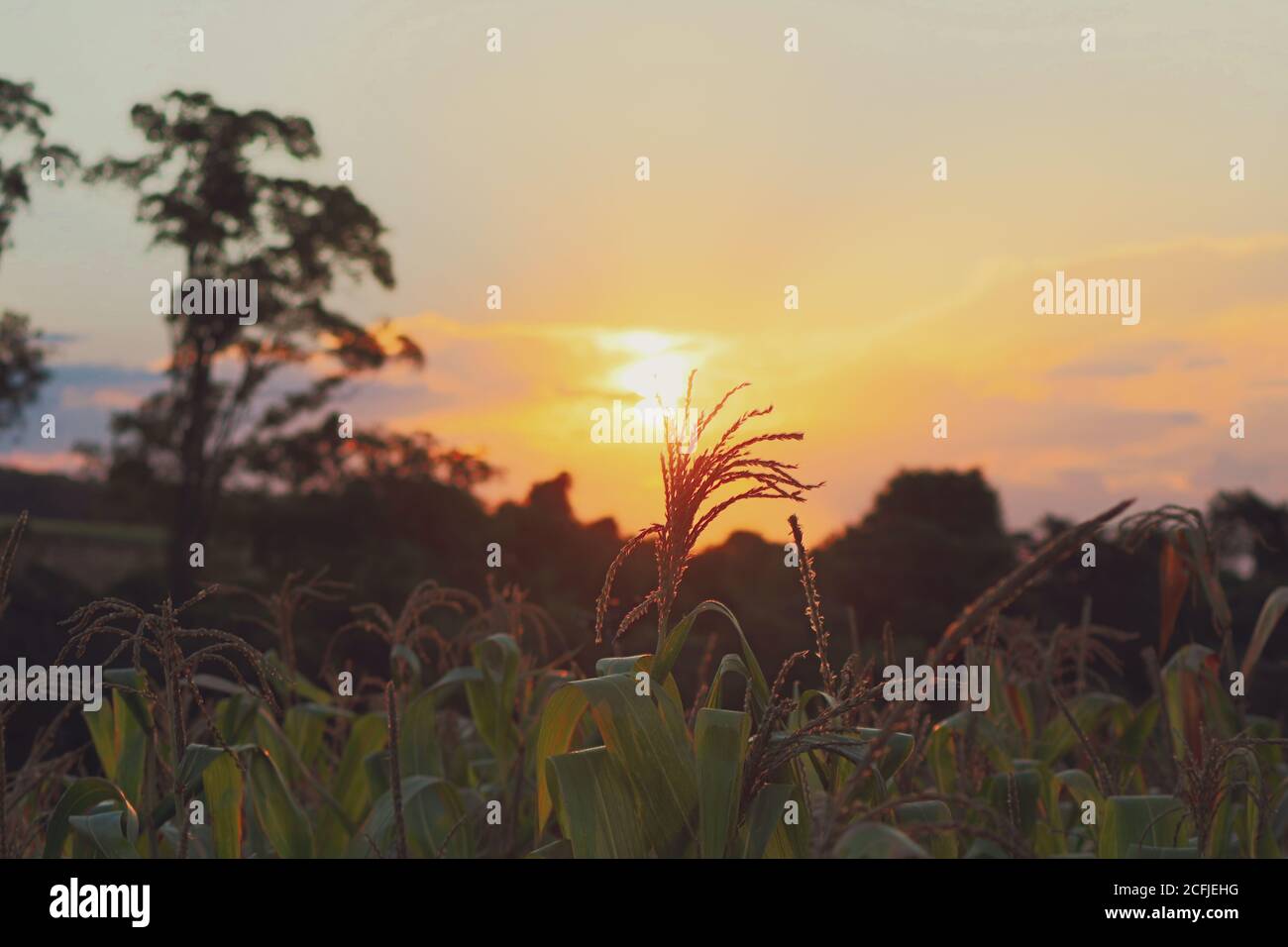 Sunset on corn field farm background. Dramatic view Stock Photo - Alamy