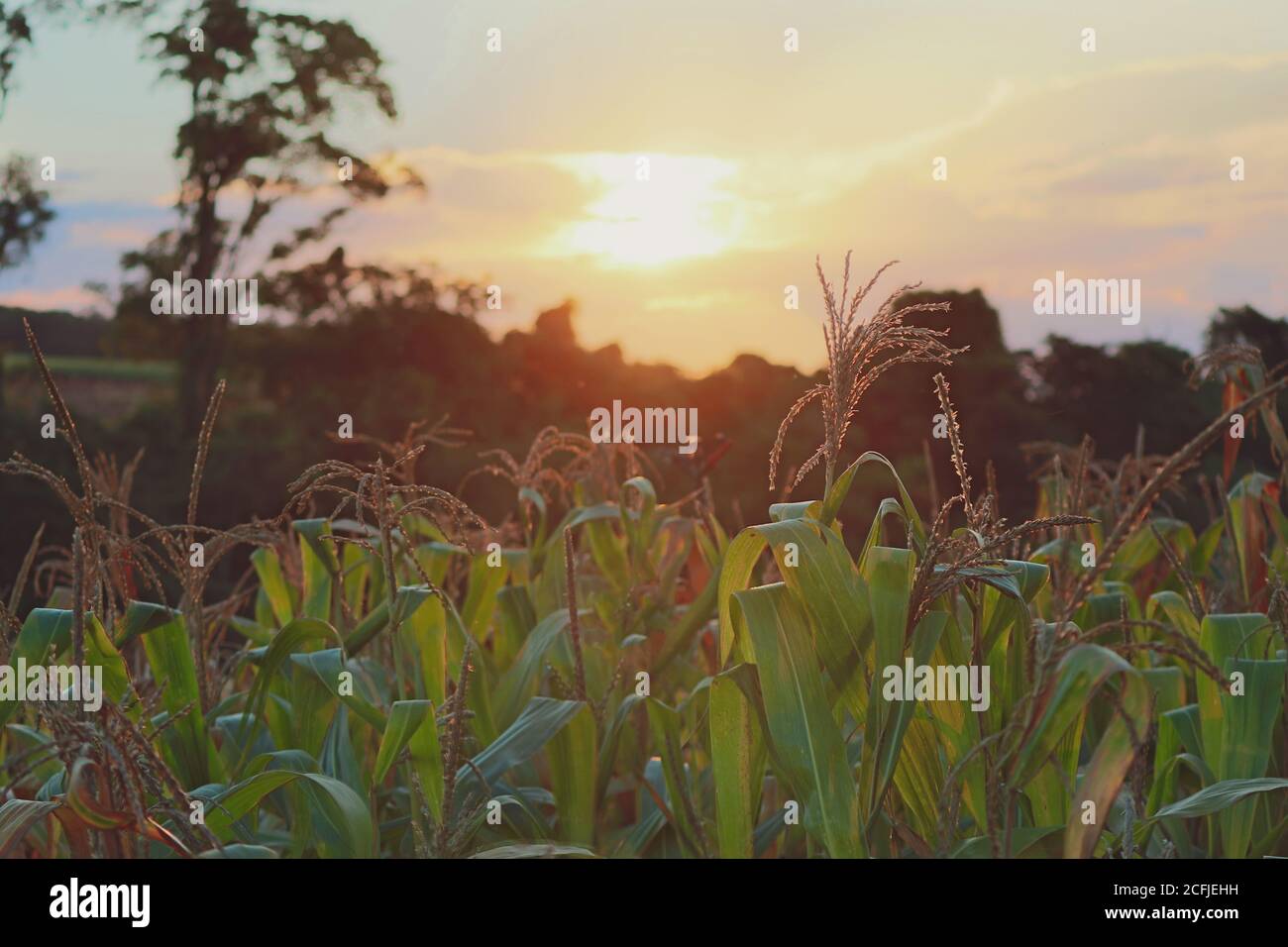 Agriculture farm corn hi-res stock photography and images - Alamy
