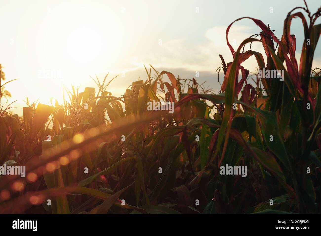 Sunset on corn field farm background. Dramatic view Stock Photo - Alamy