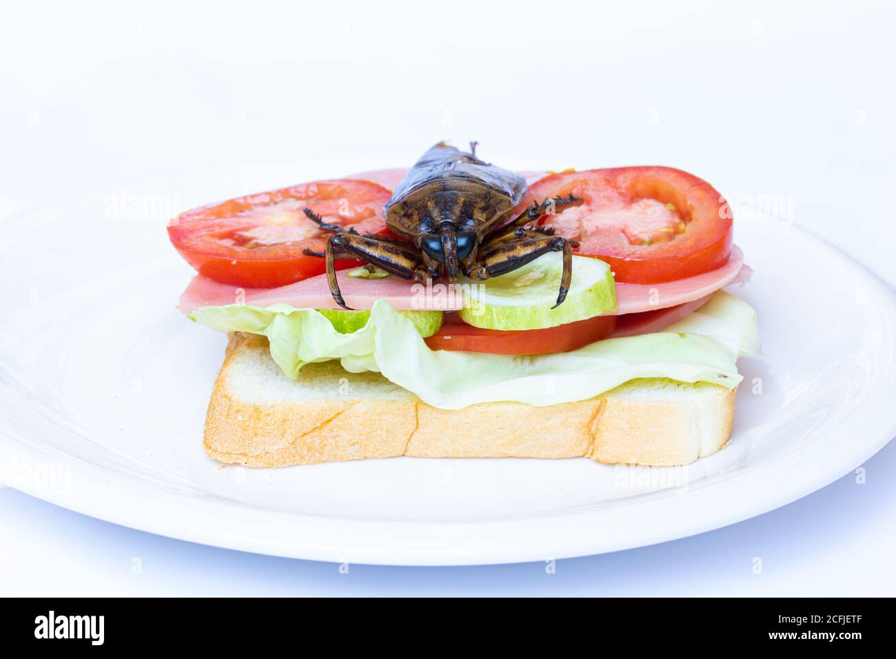 Giant water beetle hi-res stock photography and images - Alamy