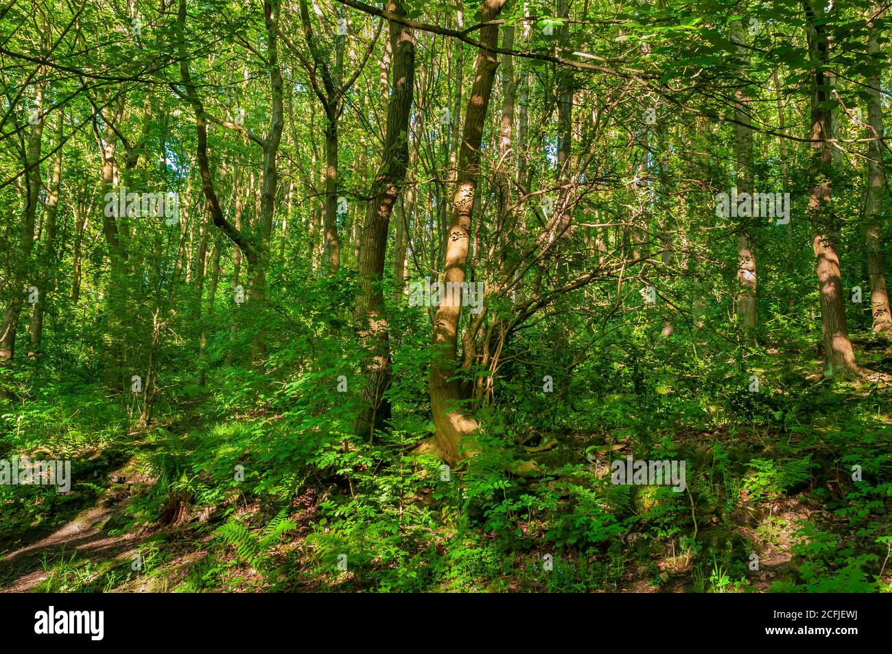 Wheel Woods High Resolution Stock Photography and Images - Alamy