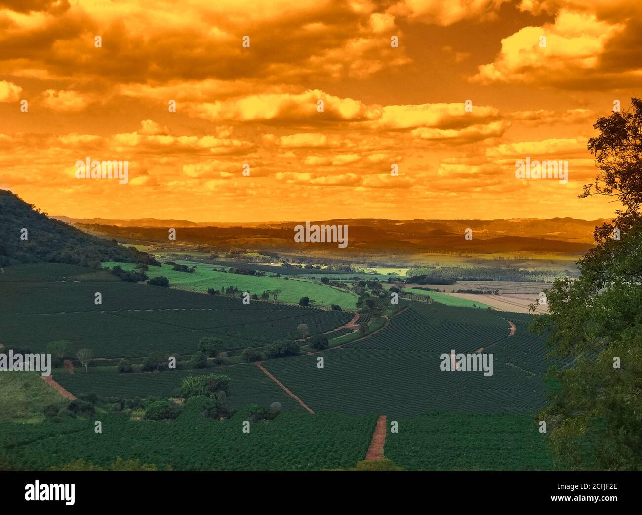 Coffee plantation farm in the mountains landscape on a claudy day Stock ...