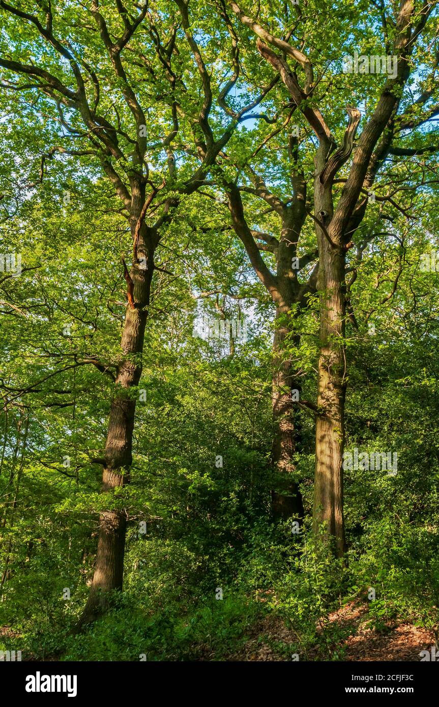Dense trees and foliage near Shepherd Wheel in Whiteley Woods ...