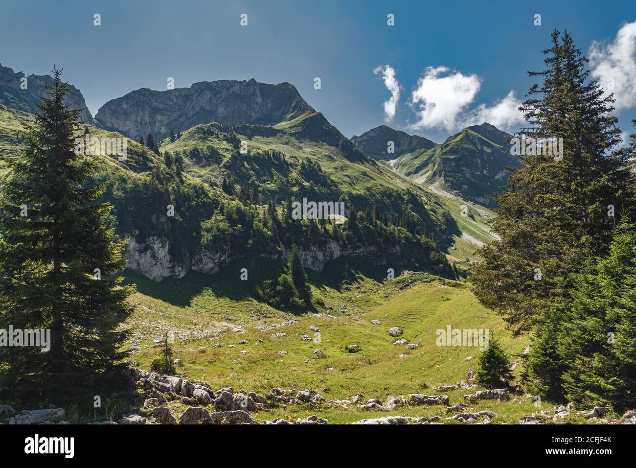 Alpine willow hi-res stock photography and images - Alamy