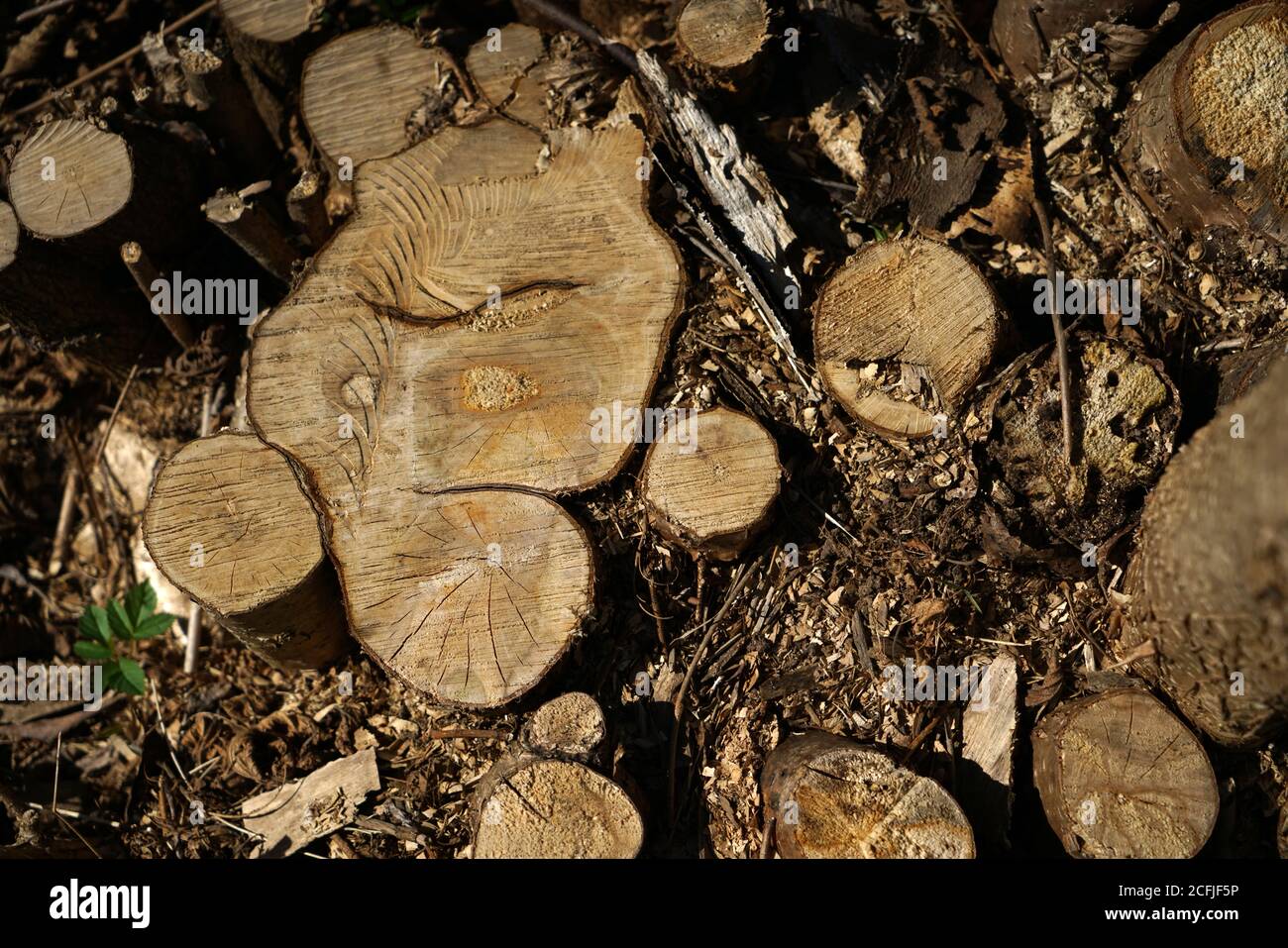 Top view of tree trunk cross sections Stock Photo - Alamy