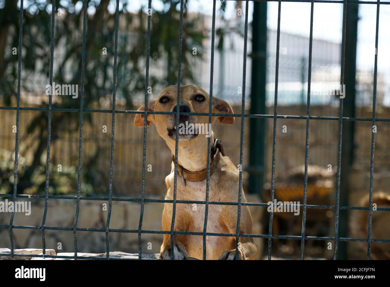 Dog in a cage on blurred background Stock Photo - Alamy