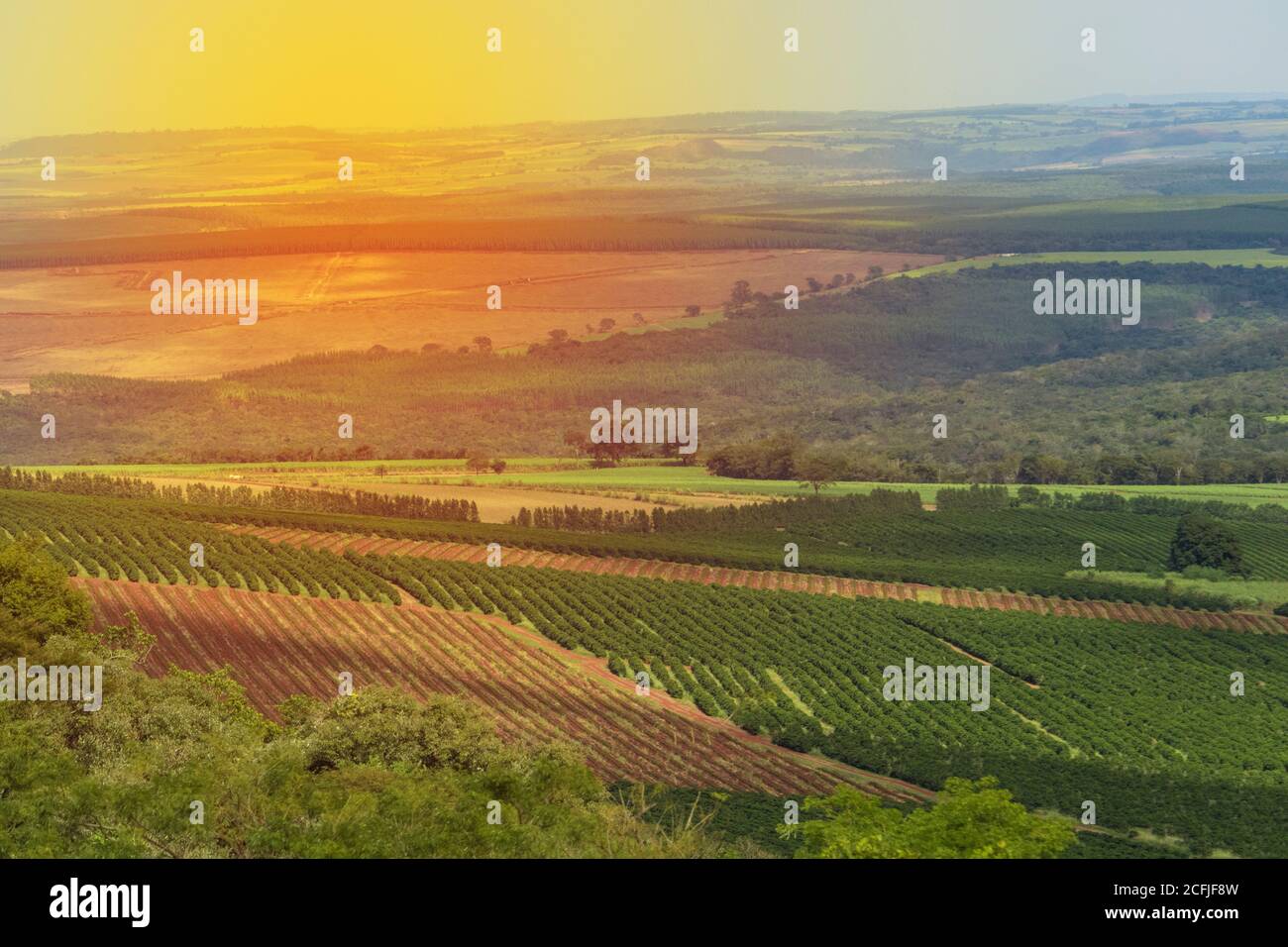 Coffee plantation farm in the mountains landscape on a claudy day Stock ...
