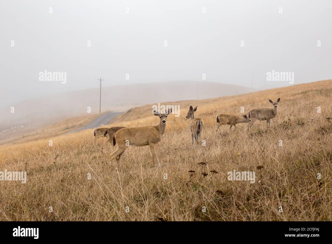 Closeup shot of black-tailed deer in foggy Point Reyes National ...