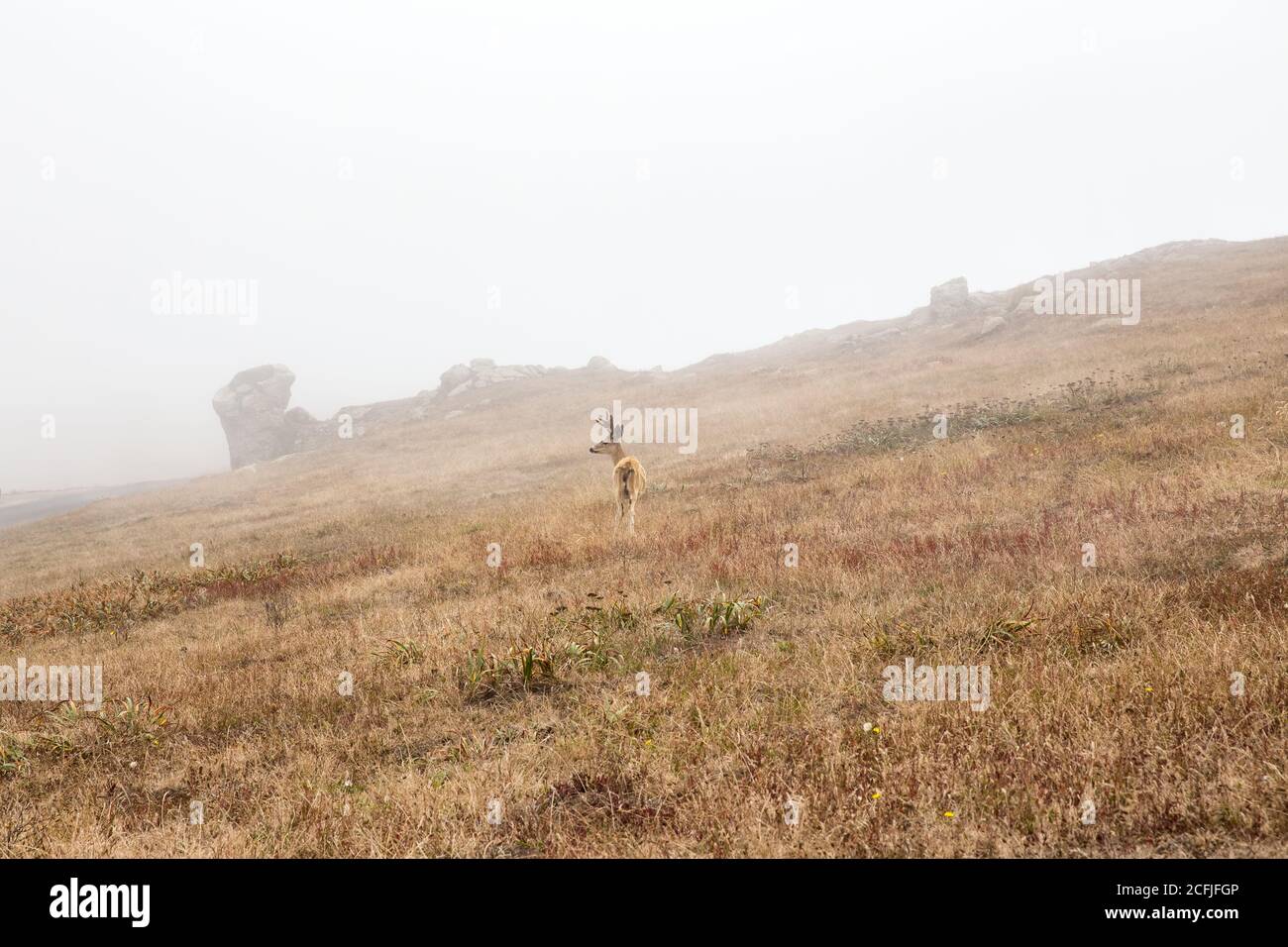 Closeup shot of black-tailed deer in foggy Point Reyes National ...