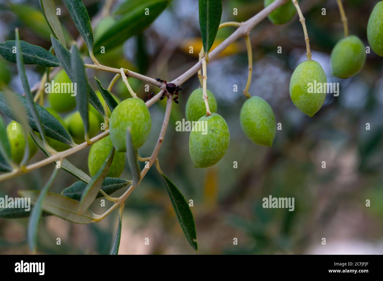 Many ripe green olives hanging on tree ready to harvest Stock Photo - Alamy
