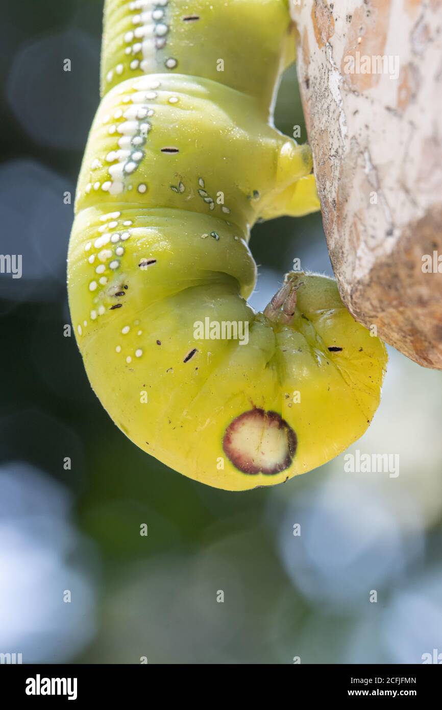 Sphingidae Larvae
