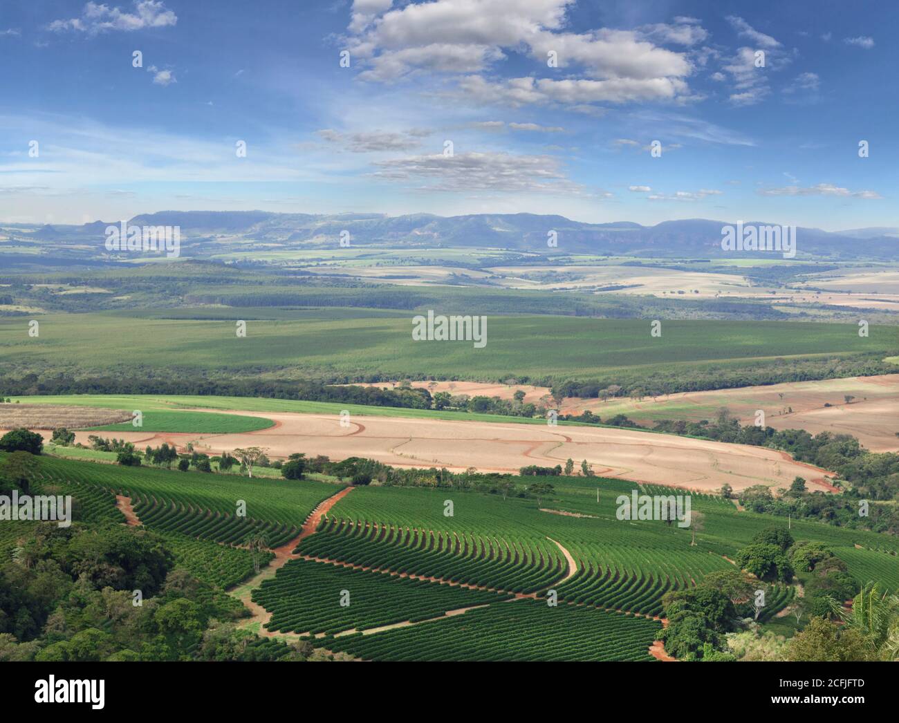 Coffee plantation farm in the mountains landscape on a claudy day Stock ...