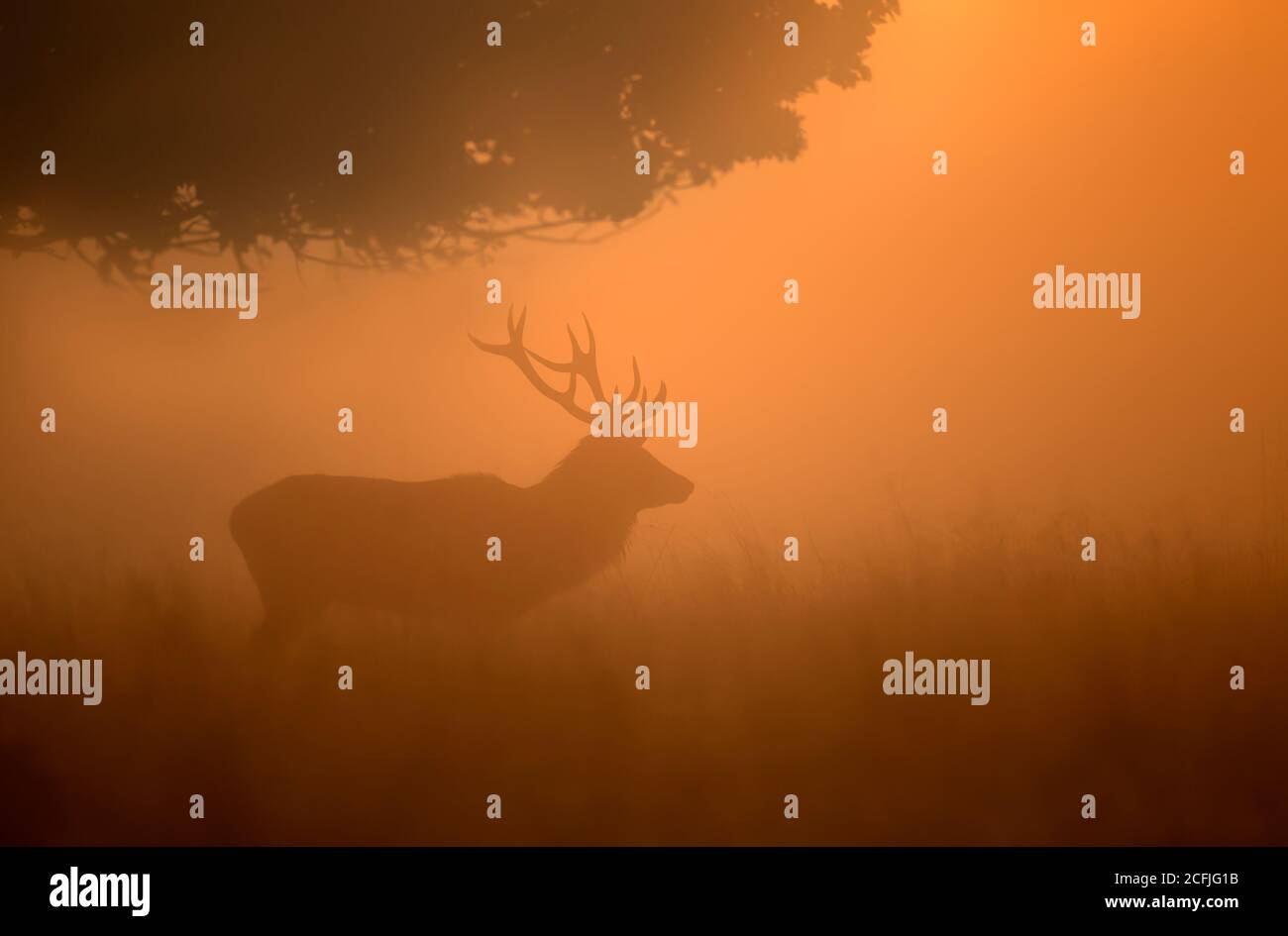 Stag Under Sunset High Resolution Stock Photography and Images - Alamy