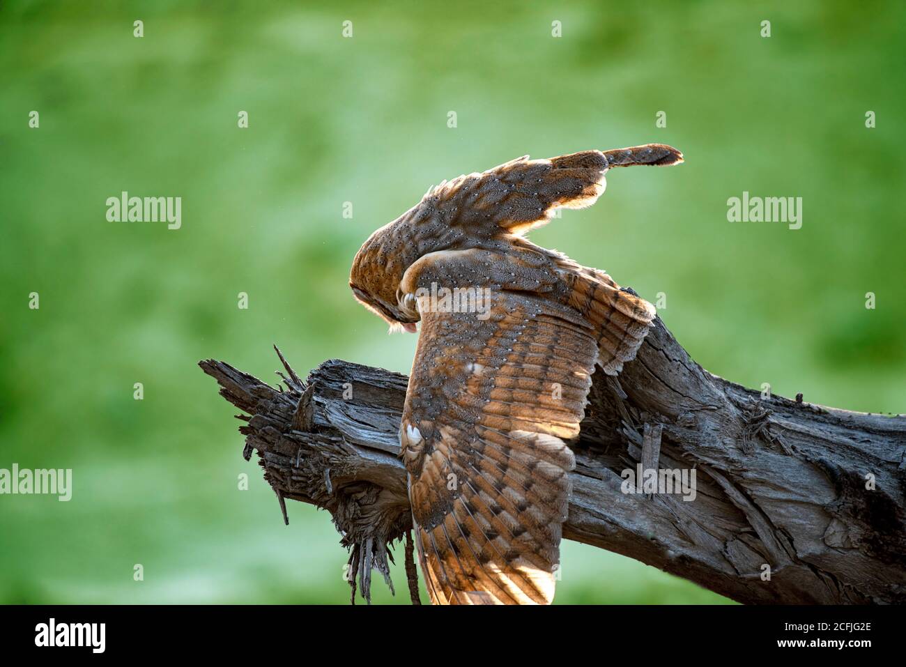 Barn Owl in wildlife Stock Photo - Alamy
