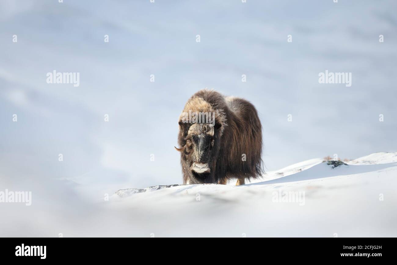 Close up of a male Musk Ox standing in snow, winter in Norway Stock ...