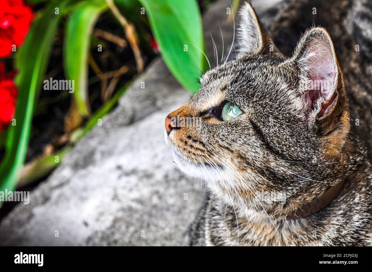 Tabby cat profile with green eyes closeup portrait Stock Photo - Alamy