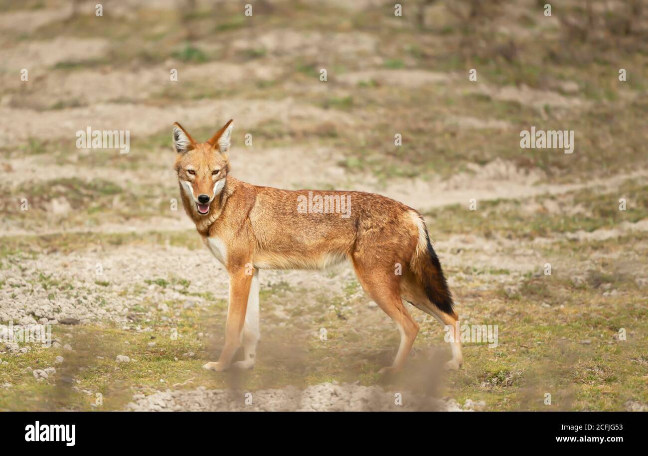 Close up of a rare and endangered Ethiopian wolf (Canis simensis) in ...