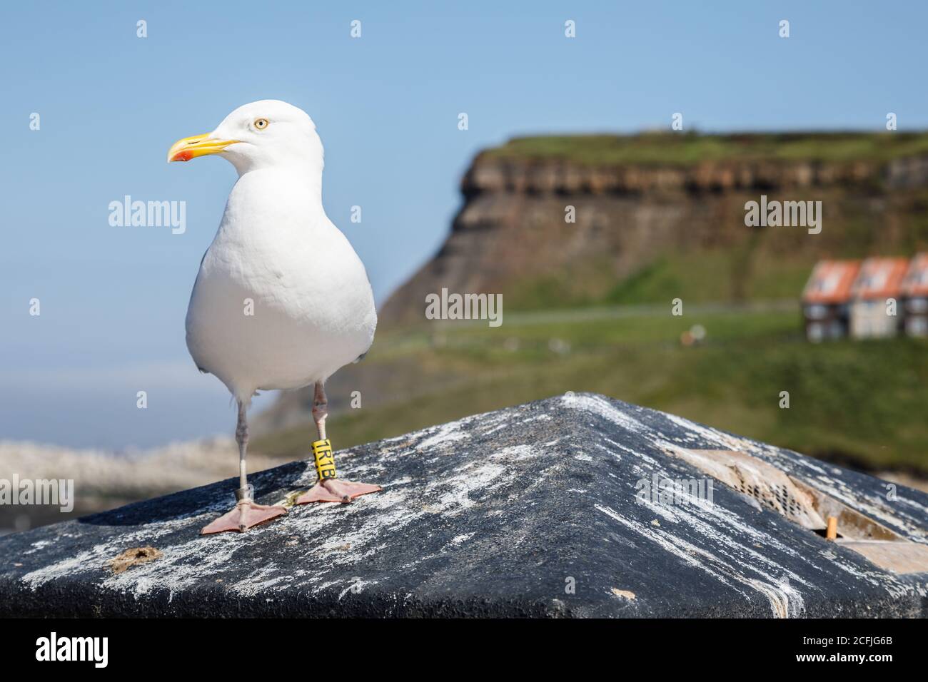 One of Whitby's resident seagulls Stock Photo - Alamy