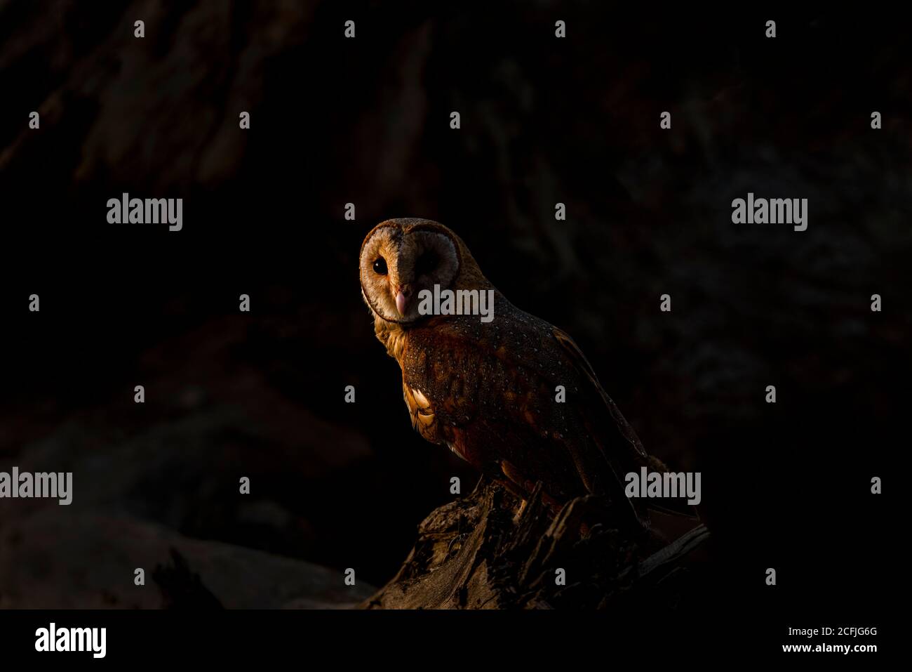 Barn Owl in wildlife Stock Photo - Alamy