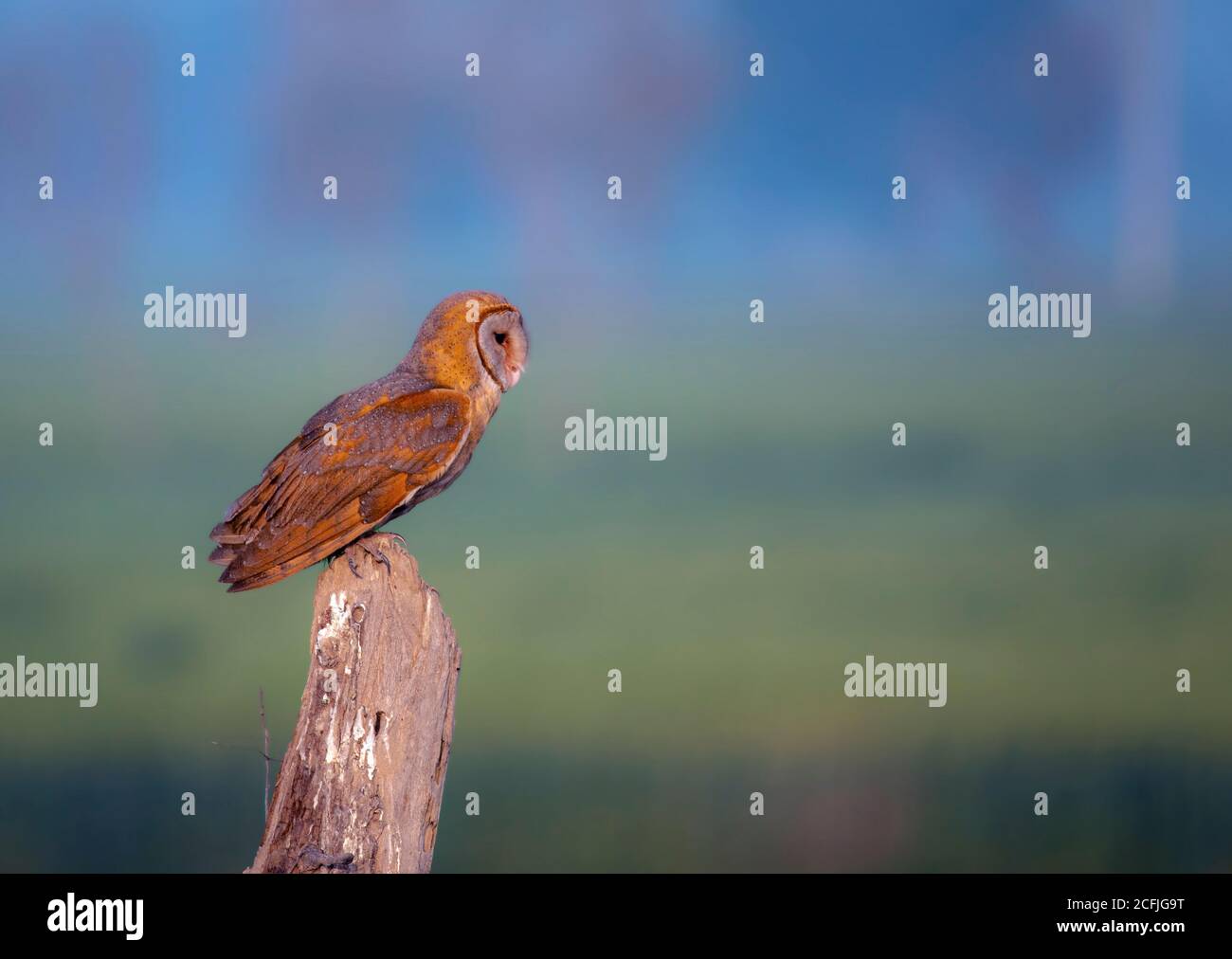 Barn Owl in wildlife Stock Photo - Alamy