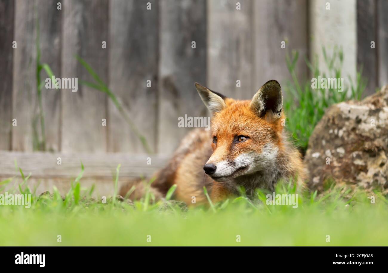 Red fox on fence hi-res stock photography and images - Alamy