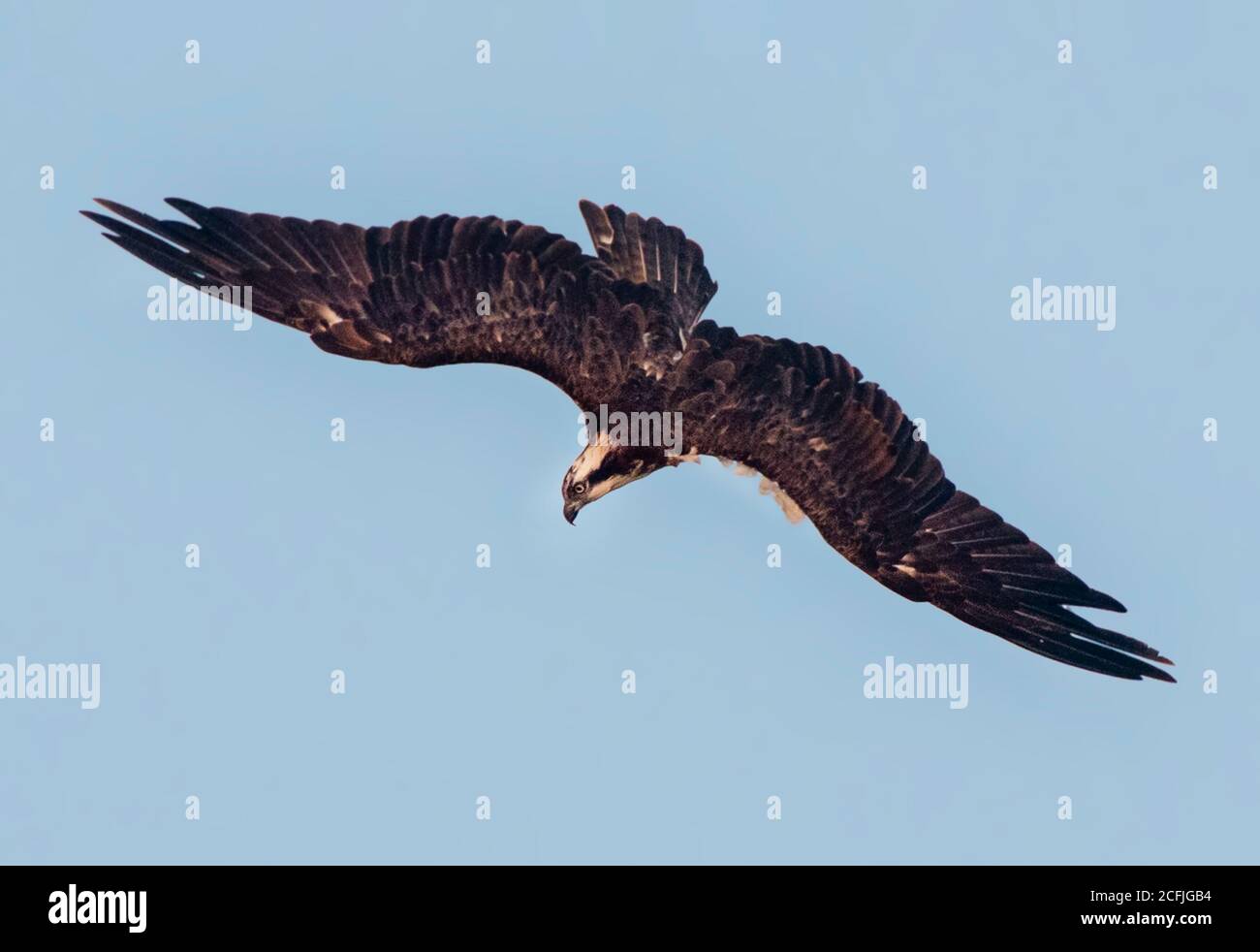 raptors in wildlife of Pakistan Stock Photo - Alamy
