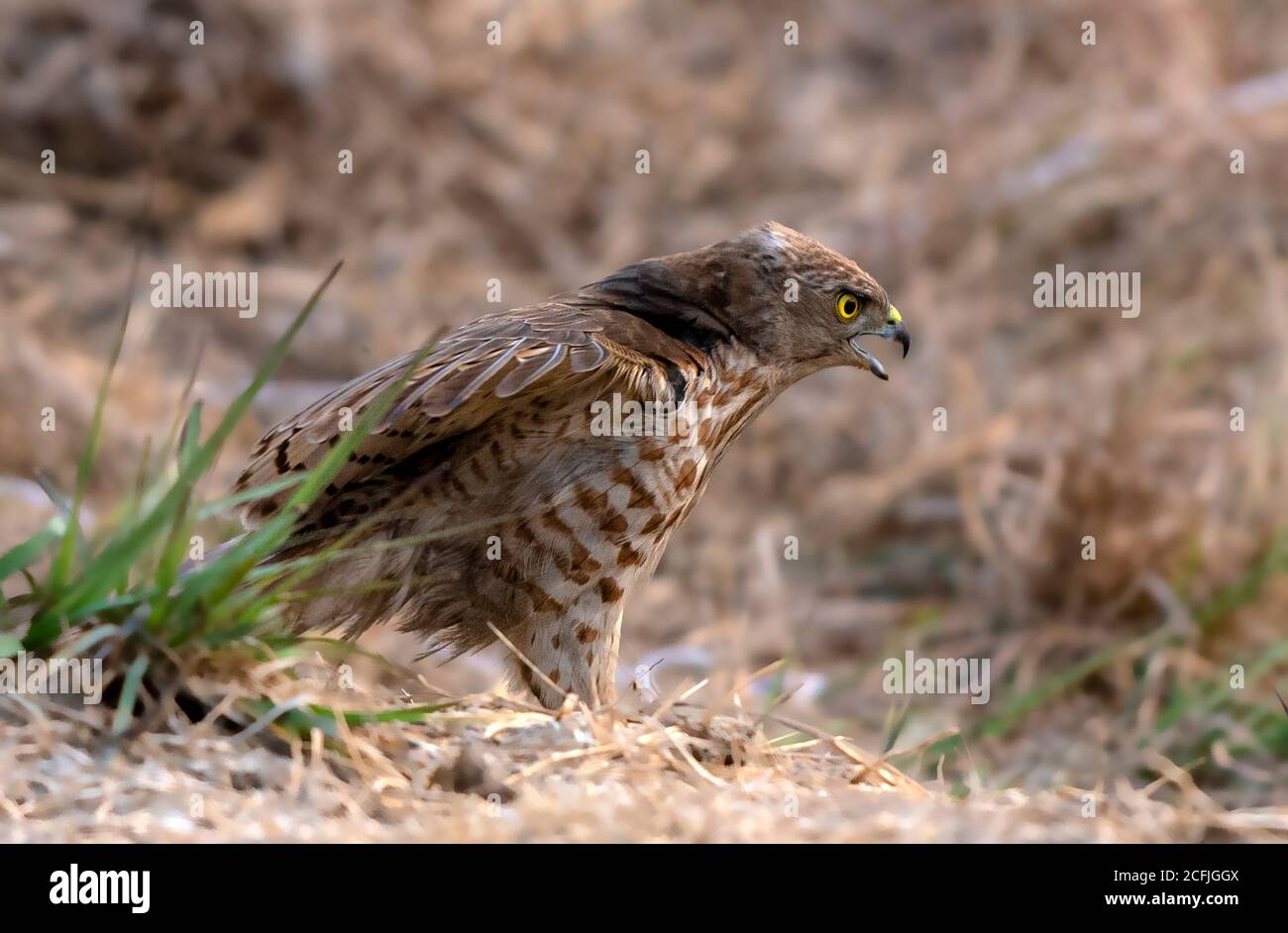 raptors in wildlife of Pakistan Stock Photo - Alamy