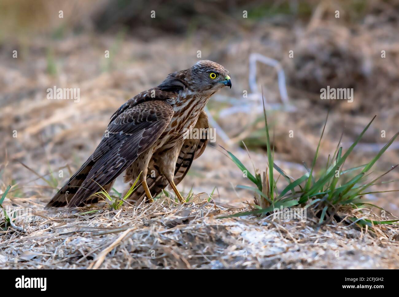 raptors in wildlife of Pakistan Stock Photo - Alamy