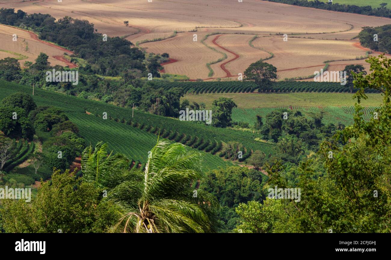 Coffee plantation farm in the mountains landscape on a claudy day Stock ...