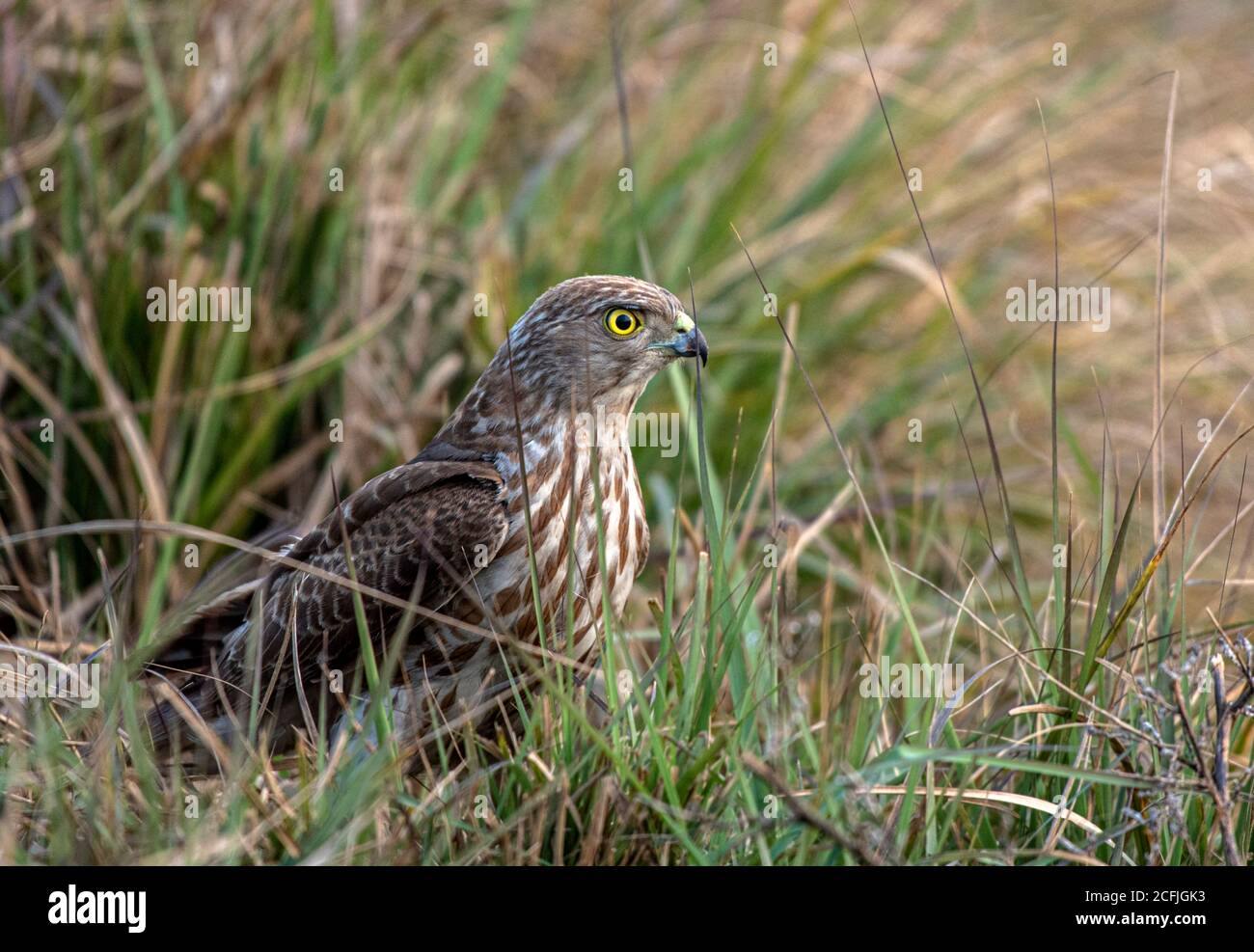 raptors in wildlife of Pakistan Stock Photo - Alamy