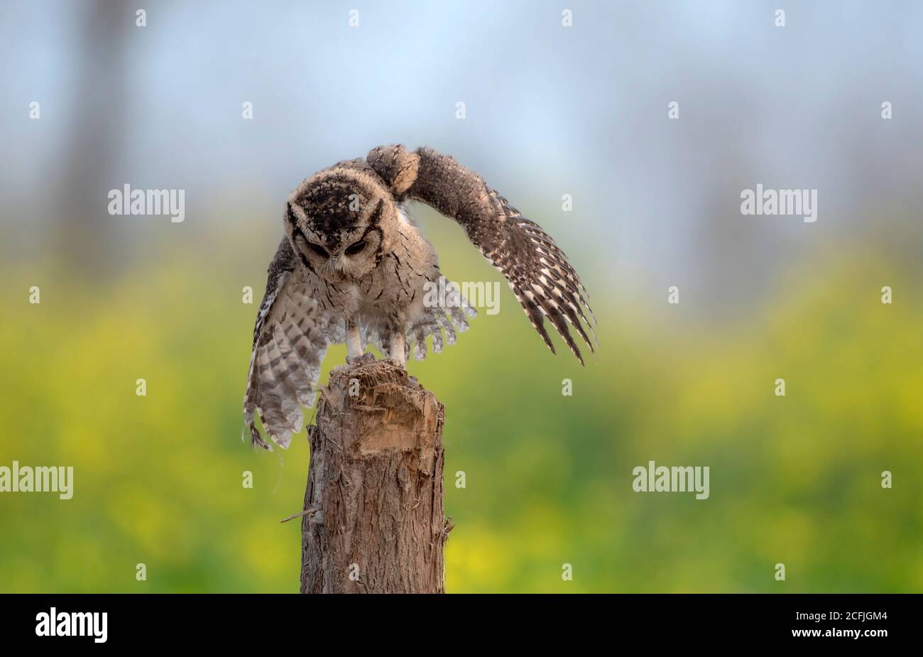 Scoops owl in wildlife Stock Photo - Alamy