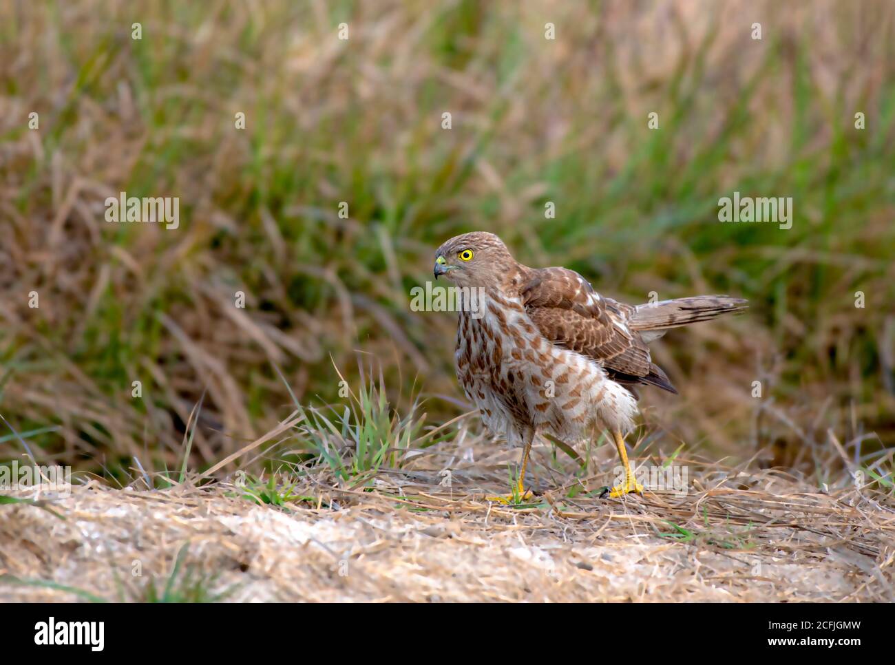 raptors in wildlife of Pakistan Stock Photo - Alamy