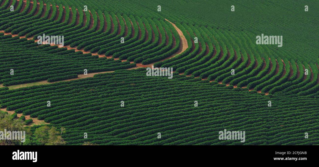 Coffee plantation farm in the mountains landscape on a claudy day Stock ...