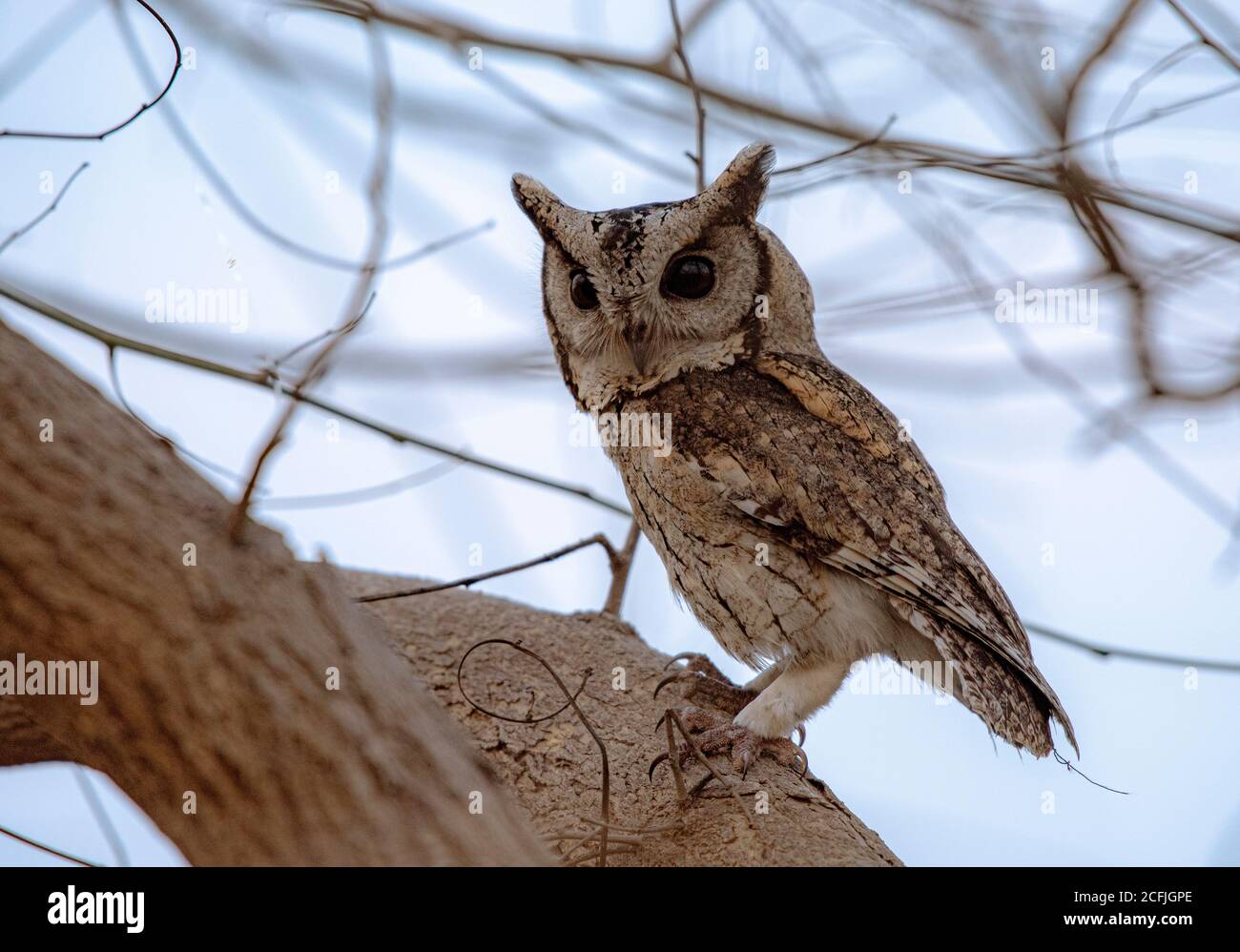 Scoops owl in wildlife Stock Photo - Alamy