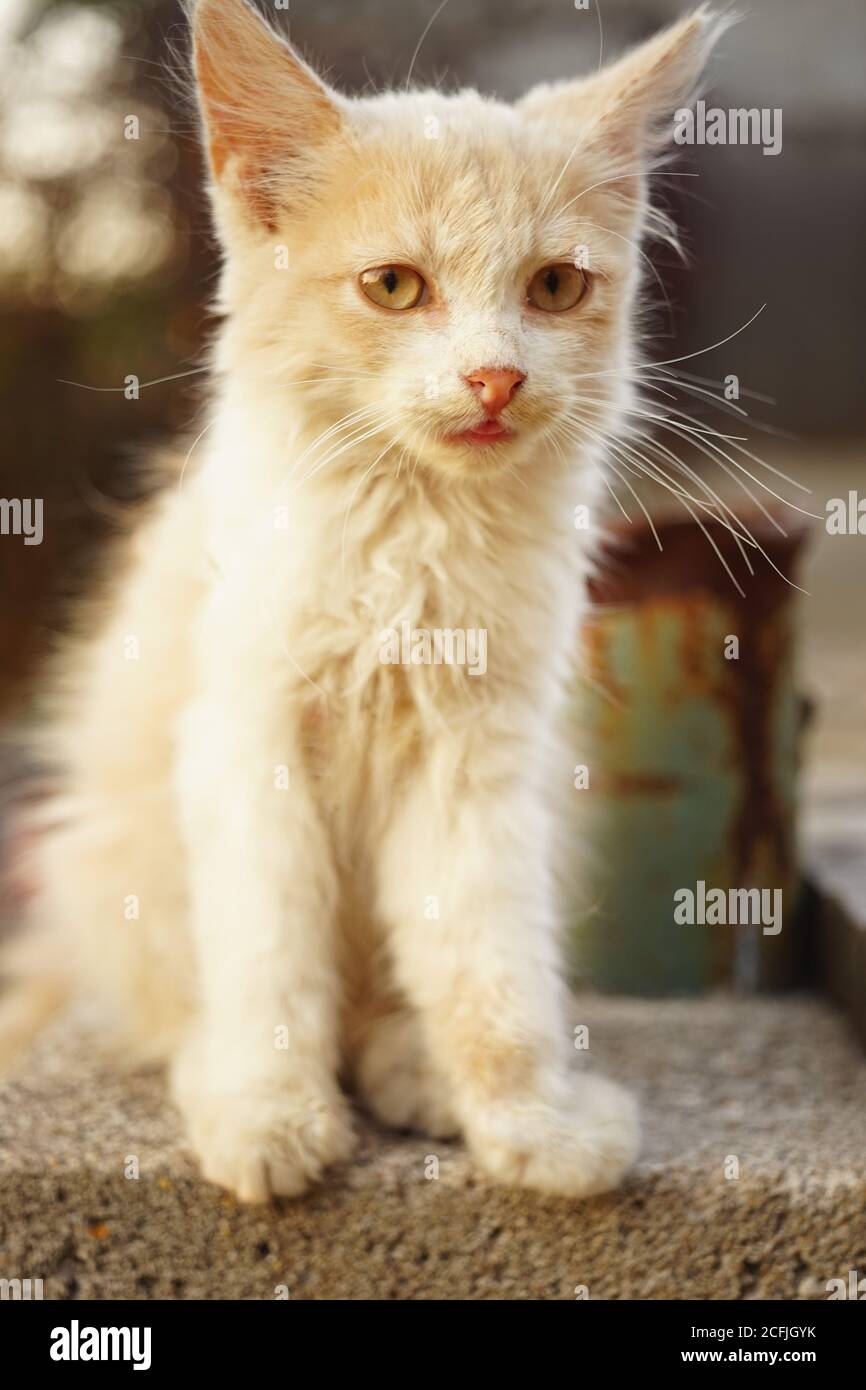 Fluffy beige kitten sitting on the grey stone outdoor Stock Photo - Alamy