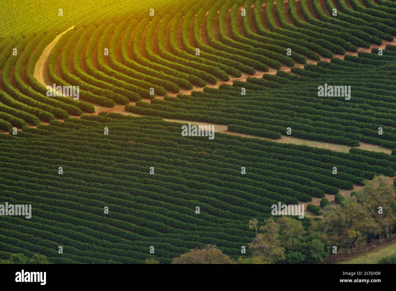 Coffee plantation farm in the mountains landscape on a claudy day Stock ...