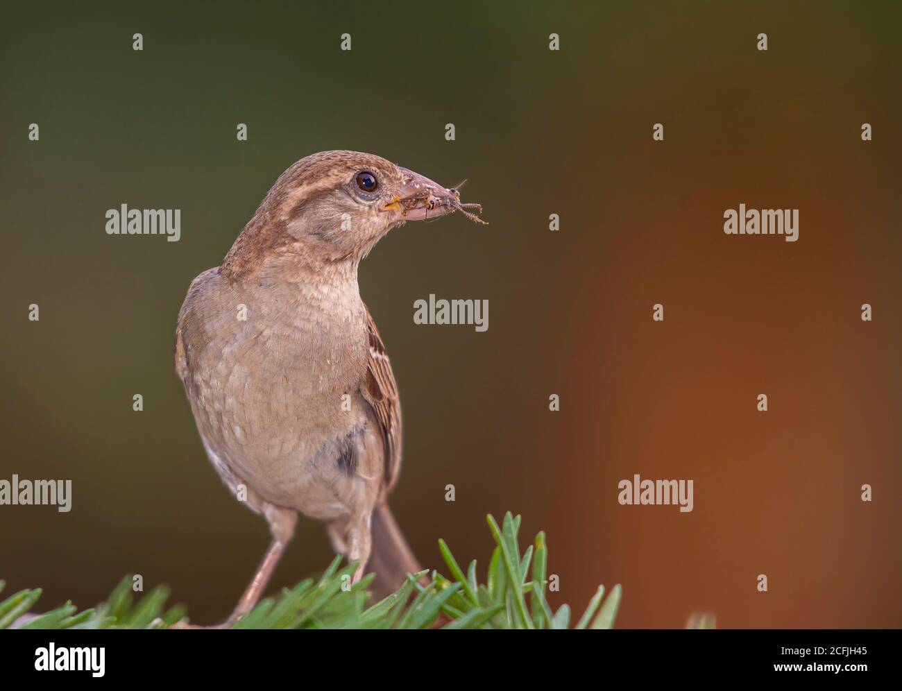 tropical birds of Asia Stock Photo - Alamy