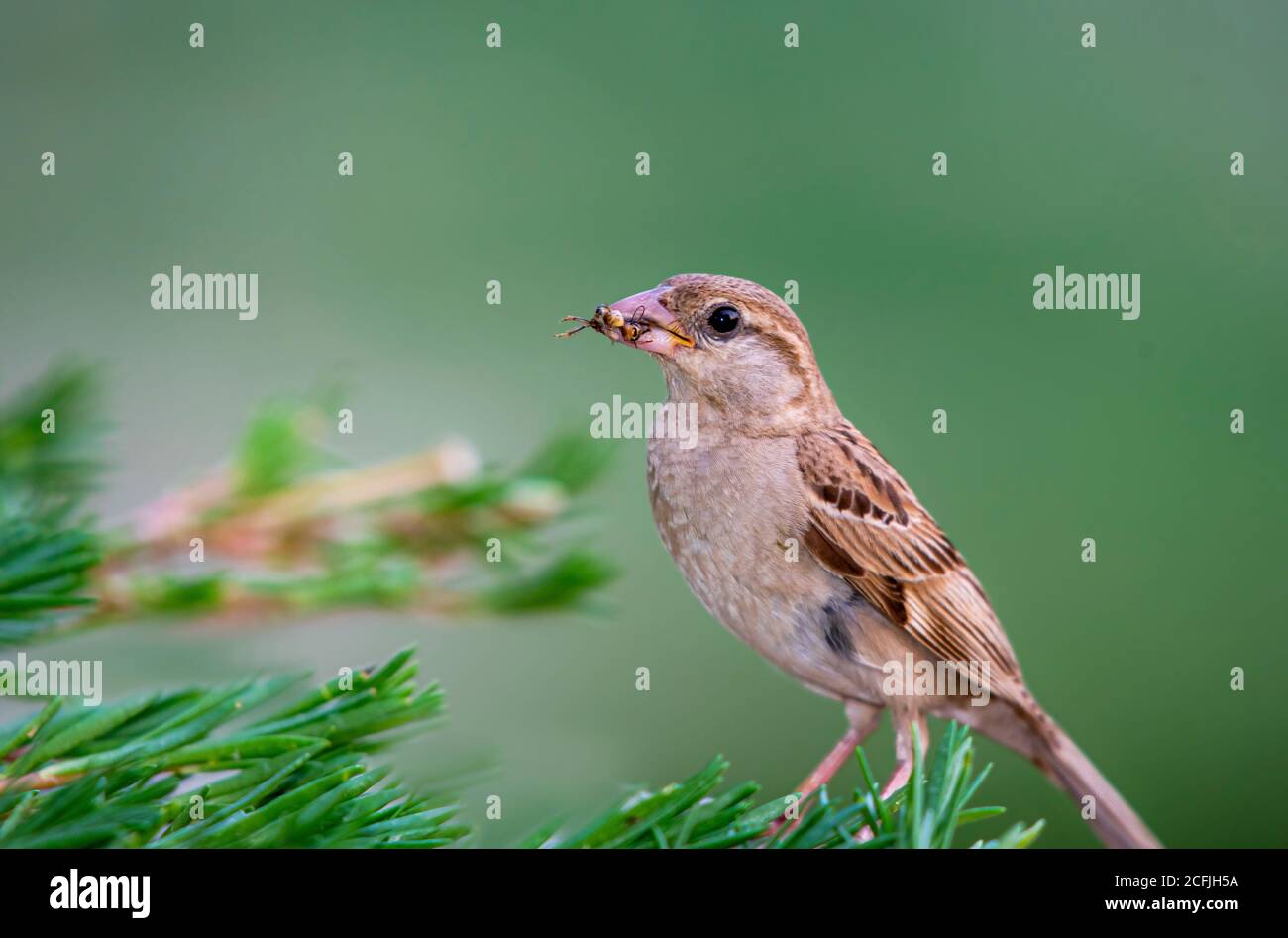 tropical birds of Asia Stock Photo - Alamy