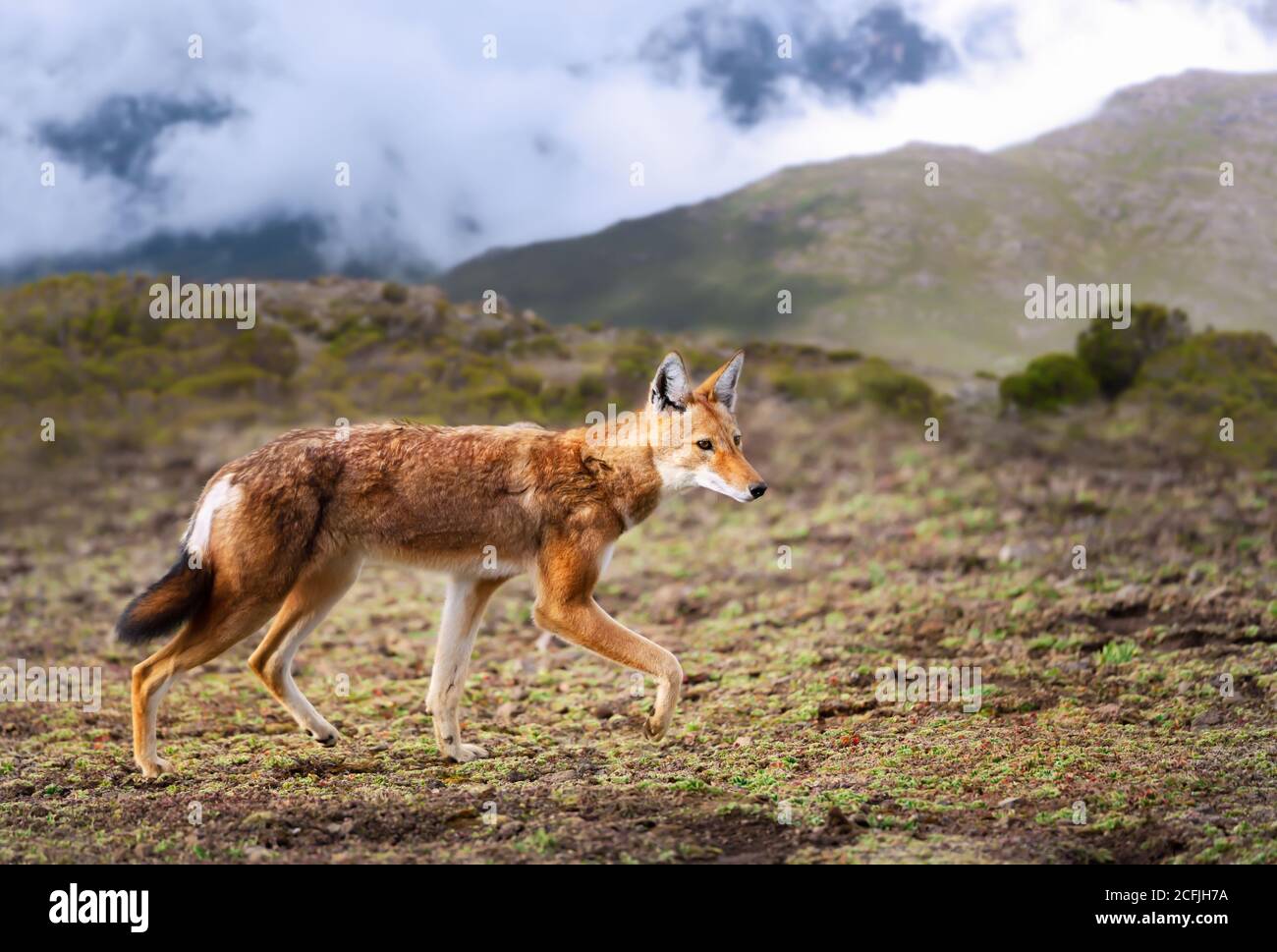 Rare and endangered Ethiopian wolf (Canis simensis) walking in the ...
